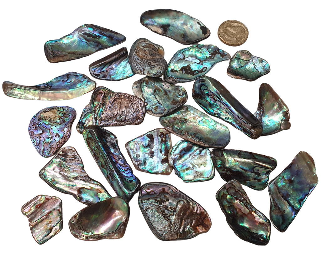 Paua Shell Pieces – Rozcraft Ltd