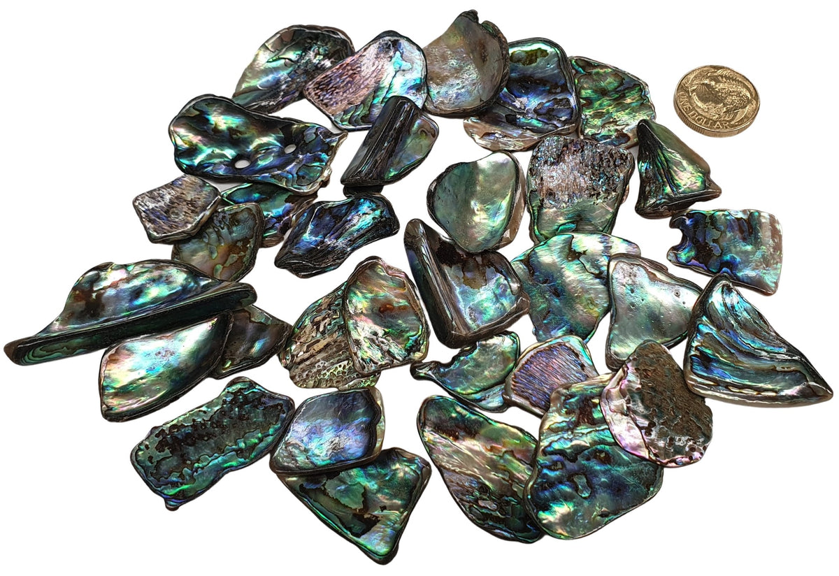 Paua Shell Pieces – Rozcraft Ltd