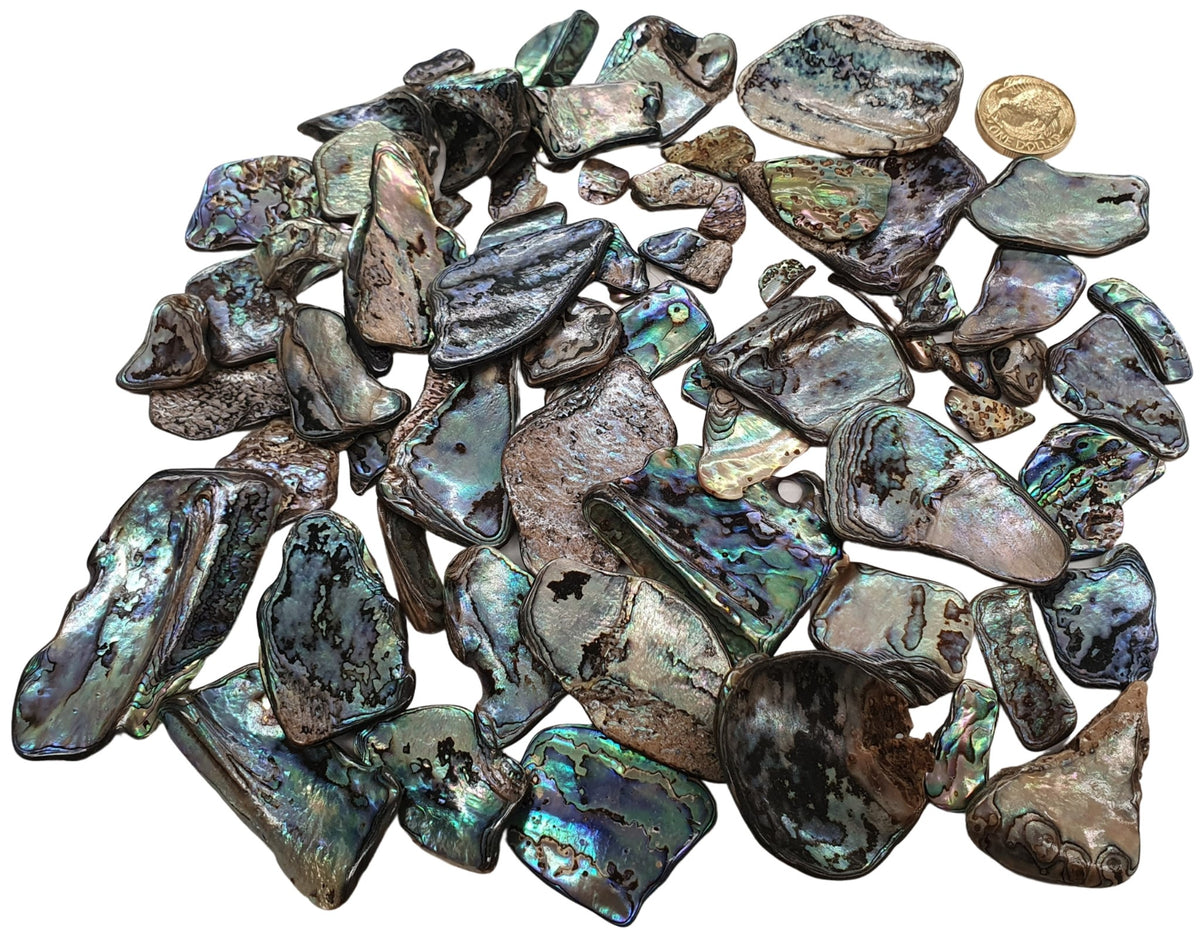 Paua Shell Pieces – Rozcraft Ltd